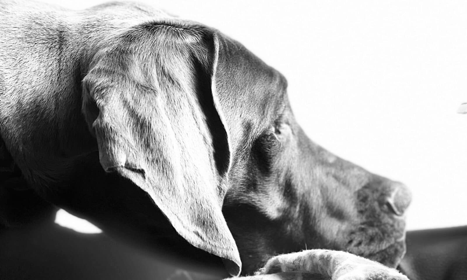 Packliste für den Hund Archive | Susi mit 8 Pfoten